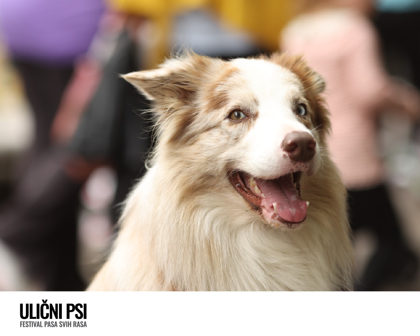 Održan drugi po redu festival pasa svih rasa “Ulični psi” na ...